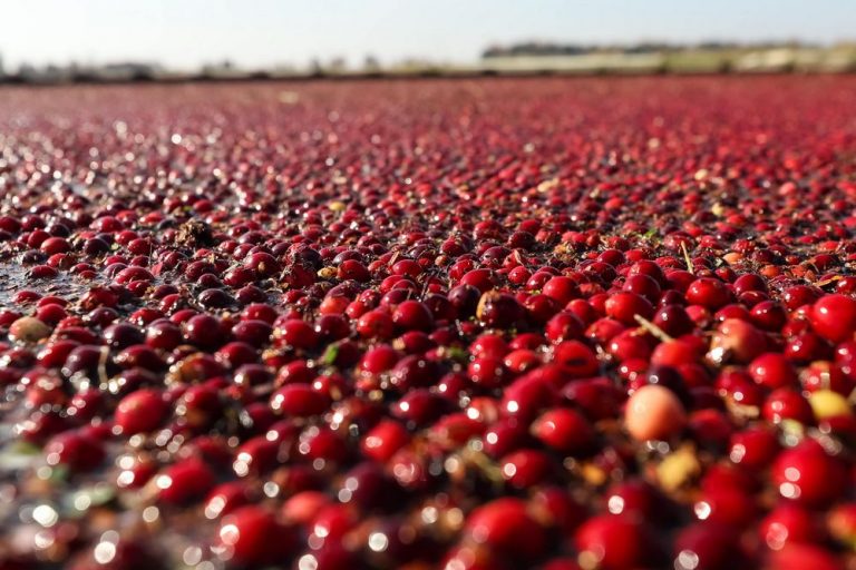 The History of Cranberries – Cranby