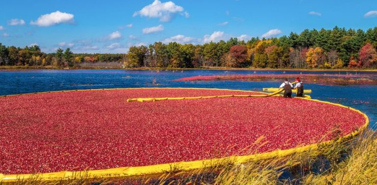 Why Cranberries are always Floating in Water – Cranby
