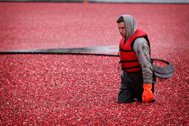 Why Cranberries are always Floating in Water – Cranby