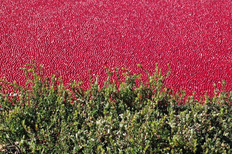 What is a Cranberry Bog? – Cranby
